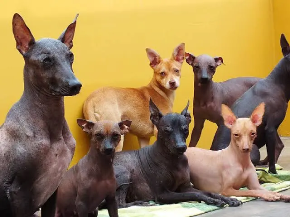 El Perro Viringo del Perú: guardián sin pelo de un legado milenario